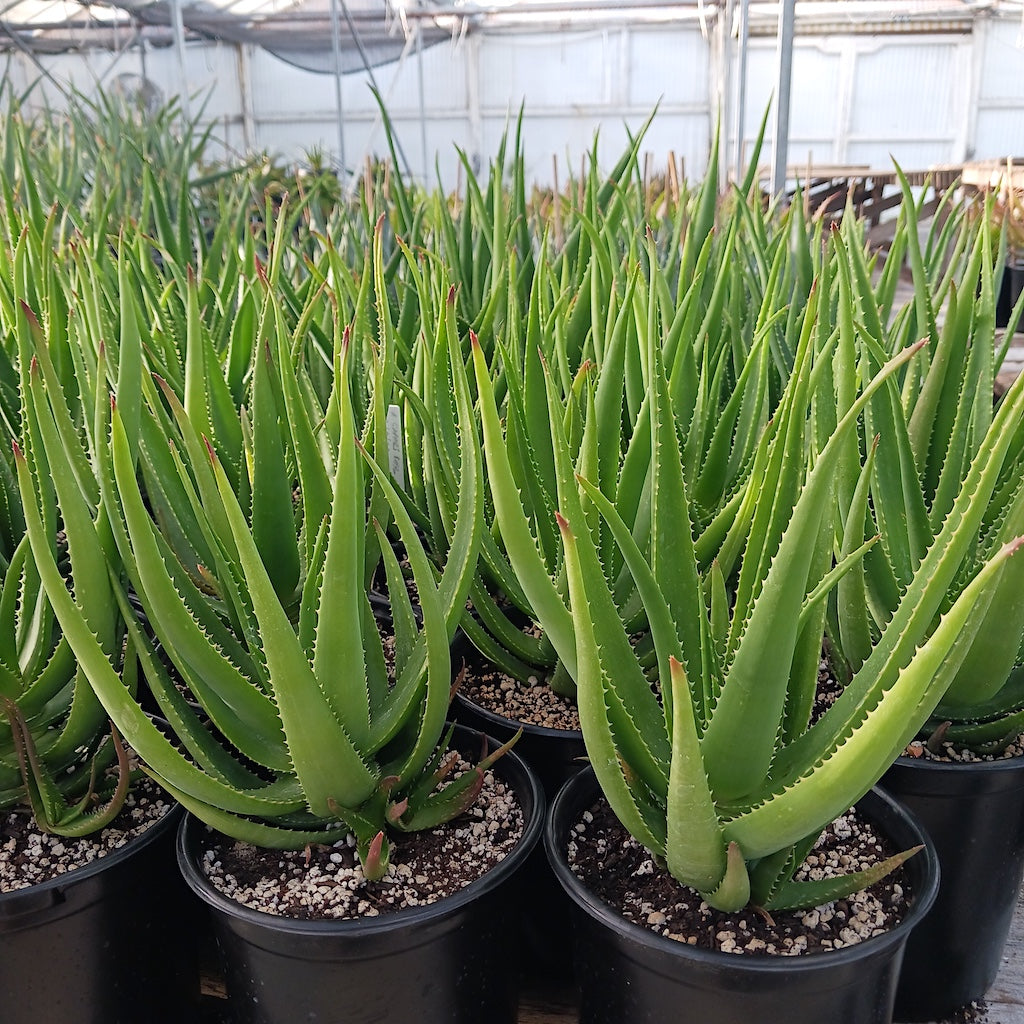 Aloe Safari Rose - 1ga – dryoasisplants
