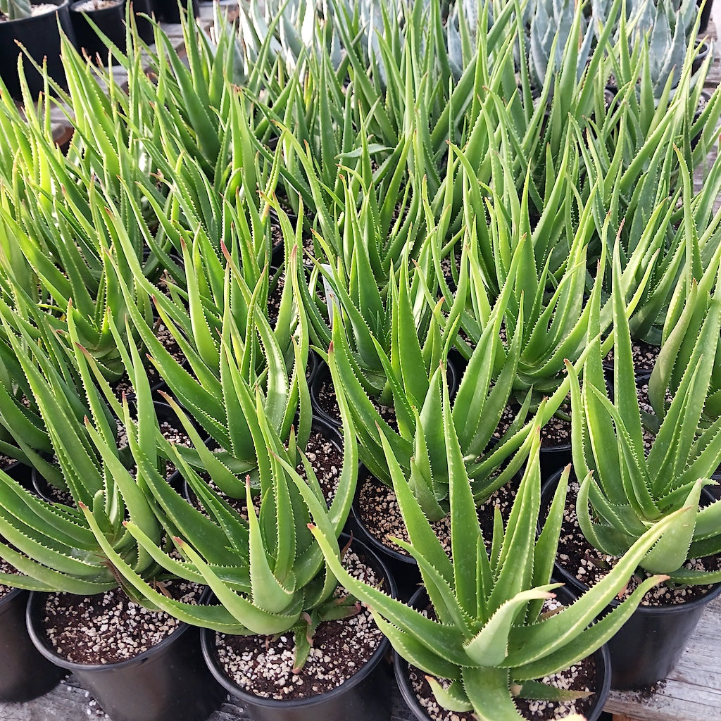 Aloes, Agave, Cacti and more for your garden – dryoasisplants