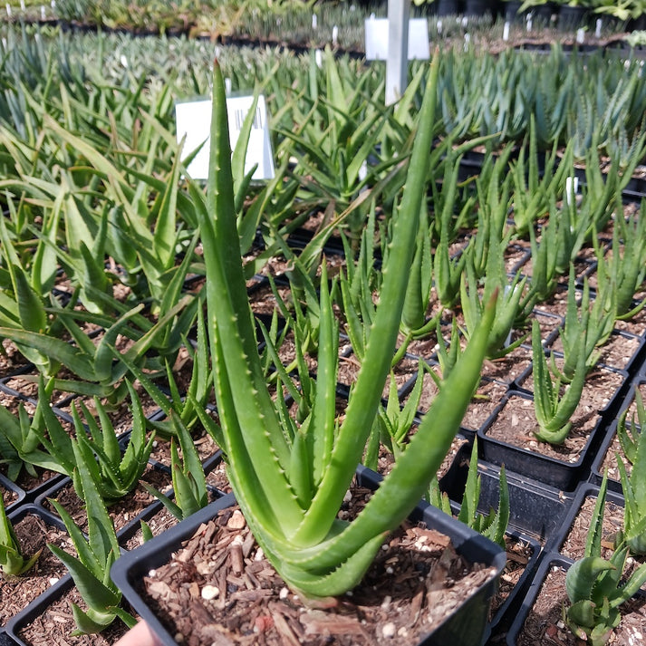 Aloe Safari Rose - 4in – dryoasisplants