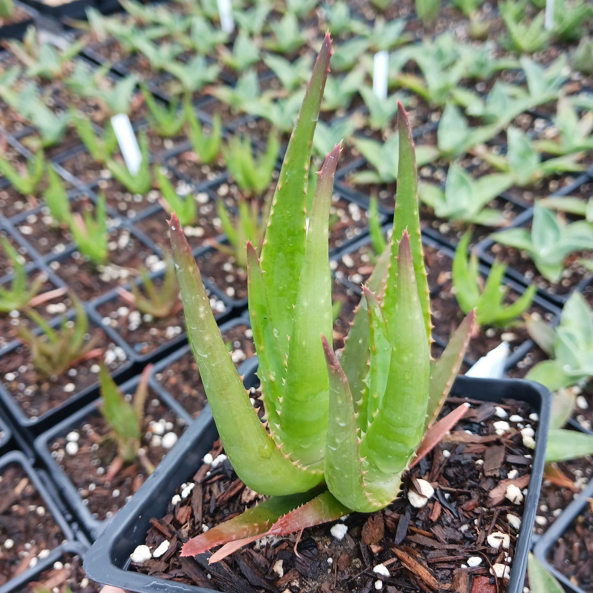 Aloe Safari Rose - plug – dryoasisplants