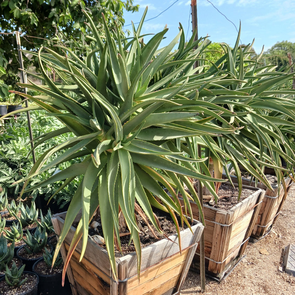 Aloes, Agave, Cacti and more for your garden – dryoasisplants