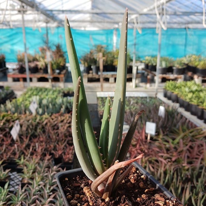 Aloes, Agave, Cacti and more for your garden – dryoasisplants