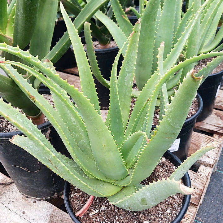 Aloes, Agave, Cacti and more for your garden – dryoasisplants