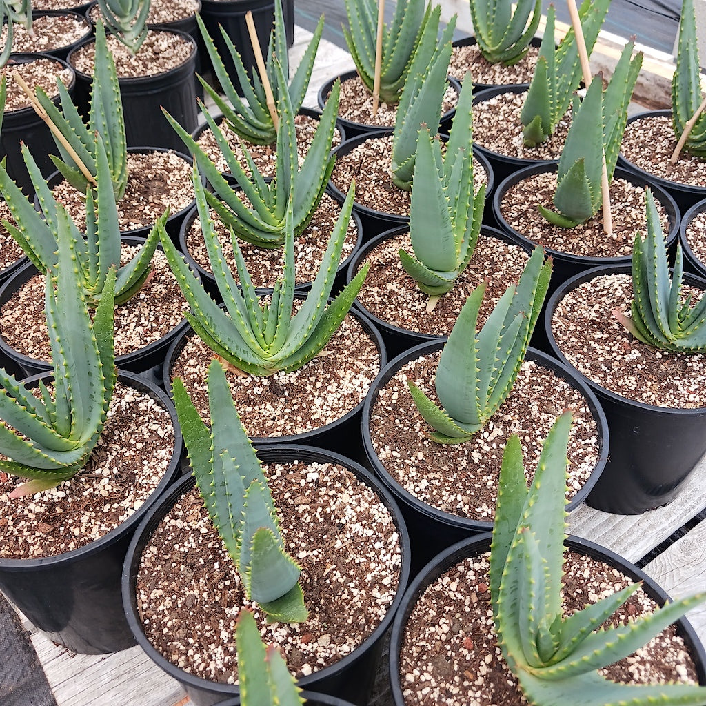 Aloe arborescens x ferox ‘Tangerine’ - 2ga – dryoasisplants
