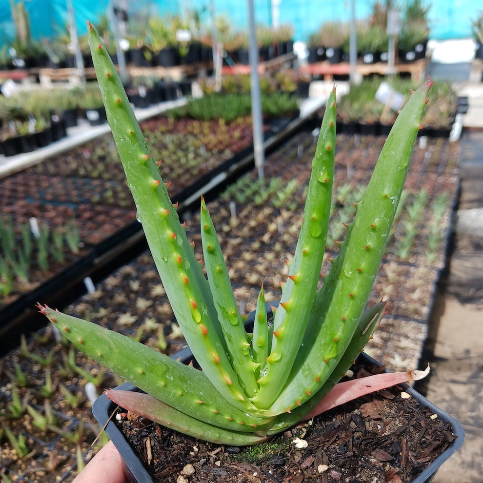 Aloe arborescens x ferox ‘Tangerine’ - 4in – dryoasisplants
