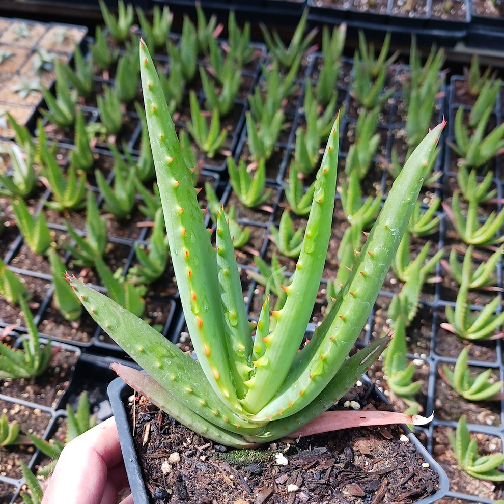 Aloe arborescens x ferox ‘Tangerine’ - 4in – dryoasisplants