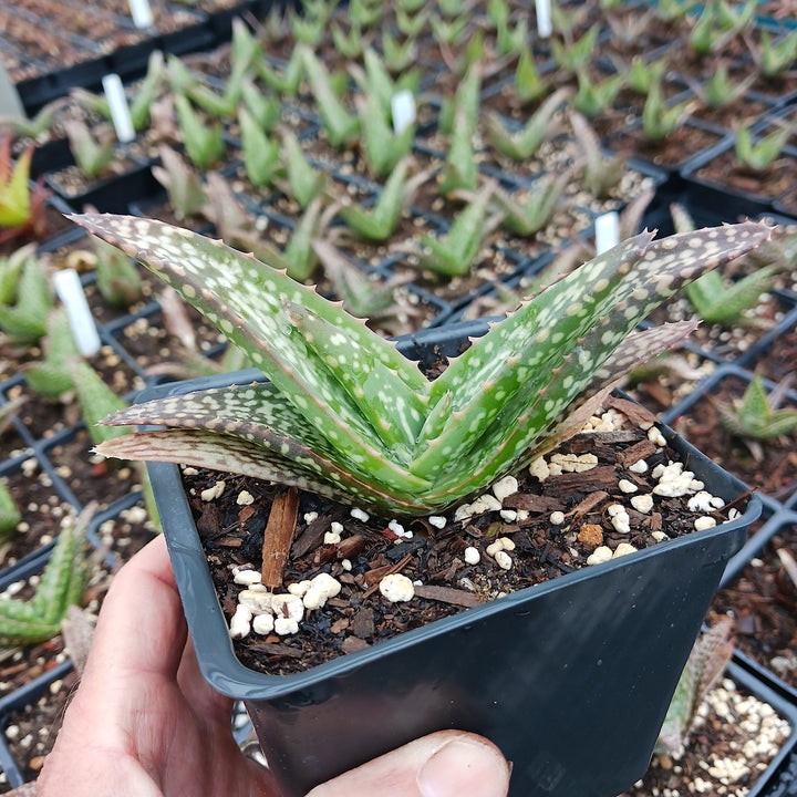 Aloes from the Arabian Penninsula – dryoasisplants