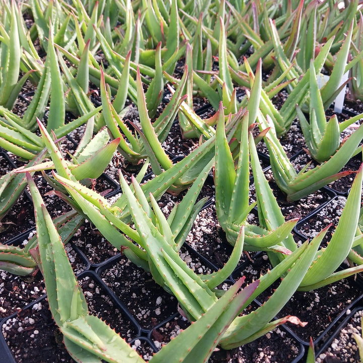 Aloes, Agave, Cacti and more for your garden – dryoasisplants
