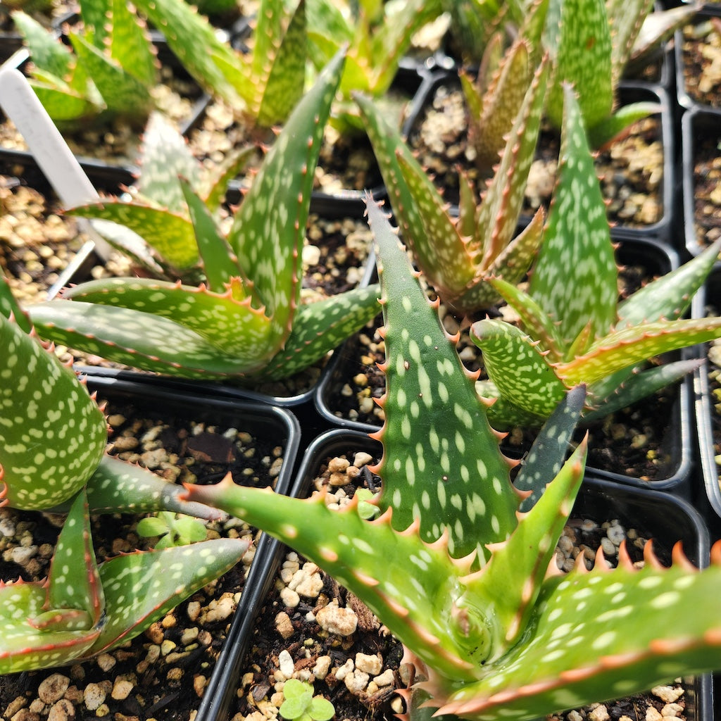 Aloes, Agave, Cacti and more for your garden – dryoasisplants