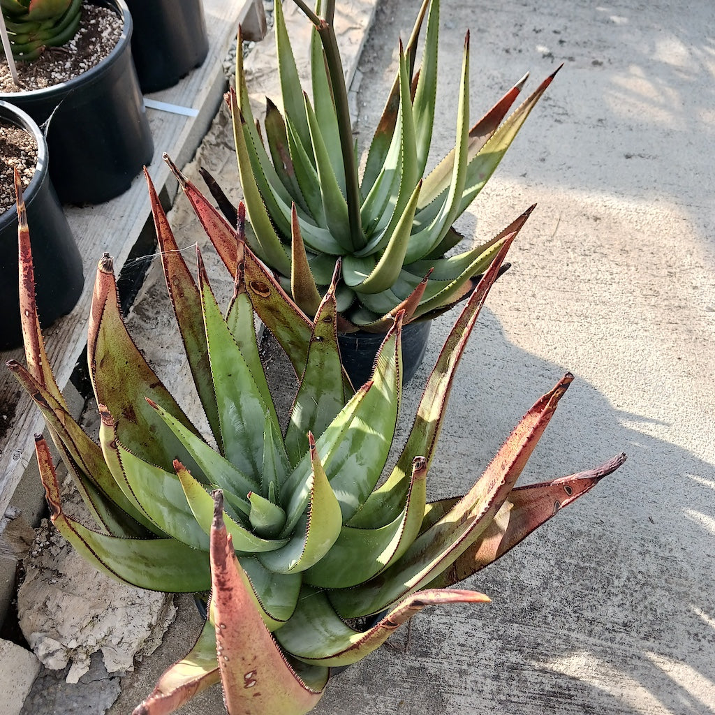 Aloes, Agave, Cacti and more for your garden – dryoasisplants