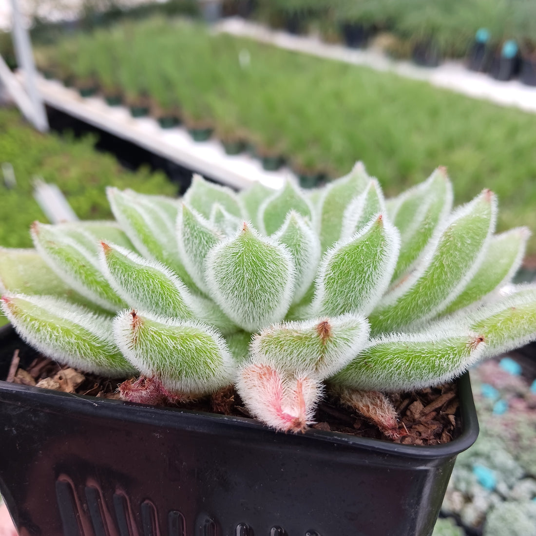 Echeveria "Doris Taylor" - 4in – dryoasisplants