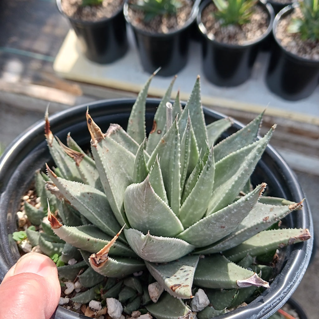 Gasteraloe "Kabela" - 1ga – dryoasisplants
