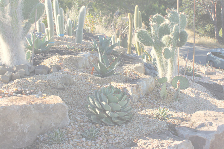 Aloes, Agave, Cacti and more for your garden – dryoasisplants