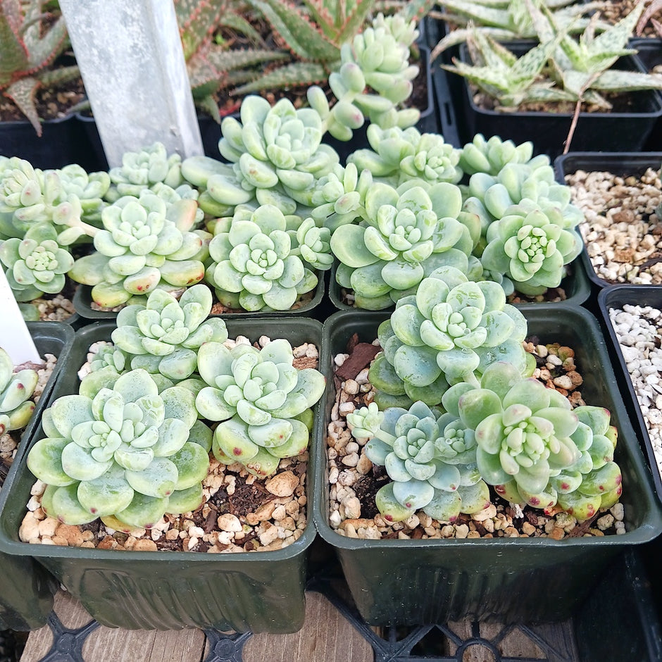 Aloes, Agave, Cacti and more for your garden – dryoasisplants