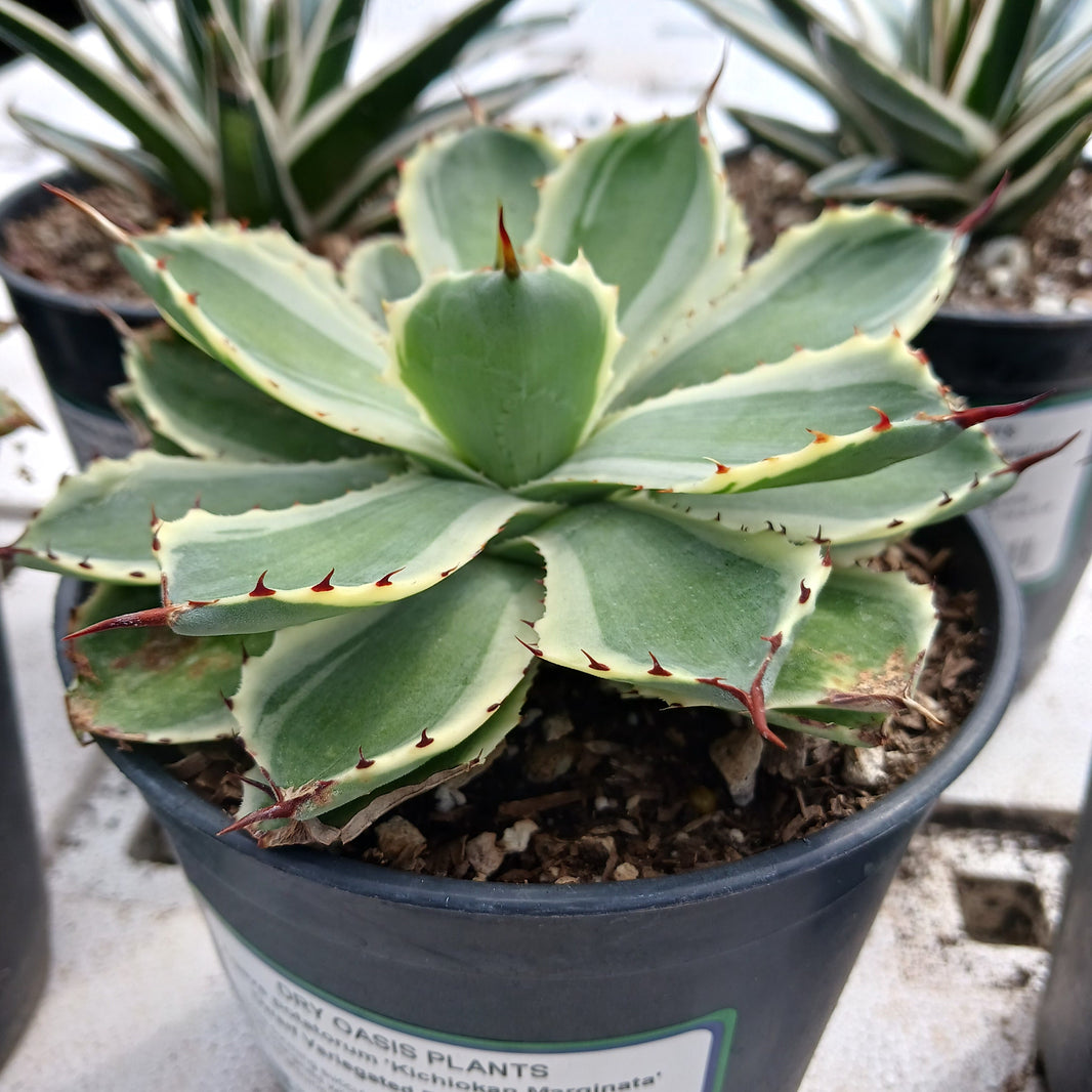 Aloes, Agave, Cacti and more for your garden – dryoasisplants