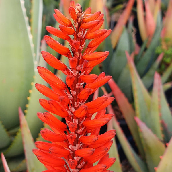 Aloe arborescens x ferox ‘Tangerine’ - 2ga – dryoasisplants