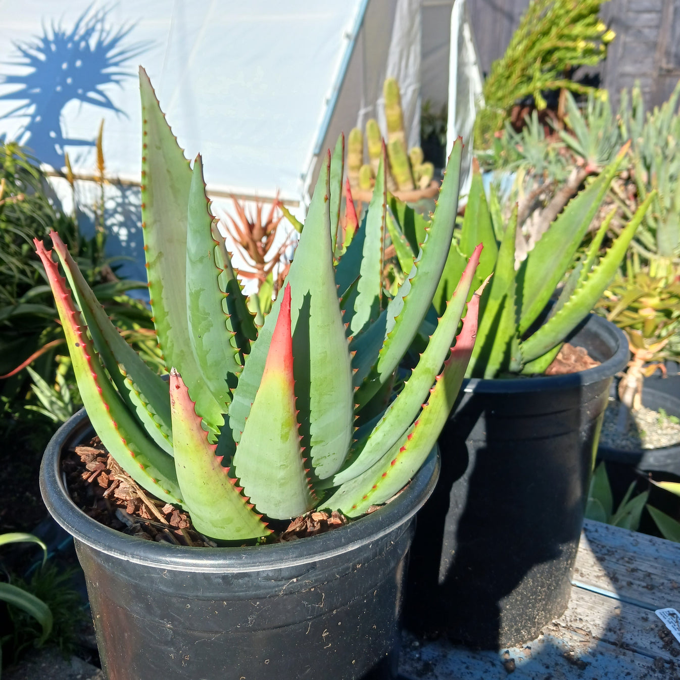 Aloe arborescens x ferox ‘Tangerine’ - 5ga – dryoasisplants