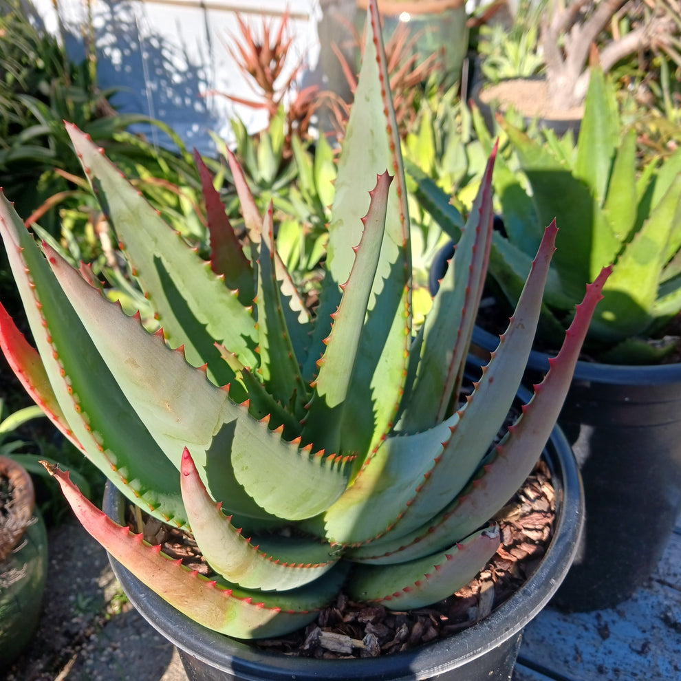 Aloe arborescens x ferox ‘Tangerine’ - 5ga – dryoasisplants