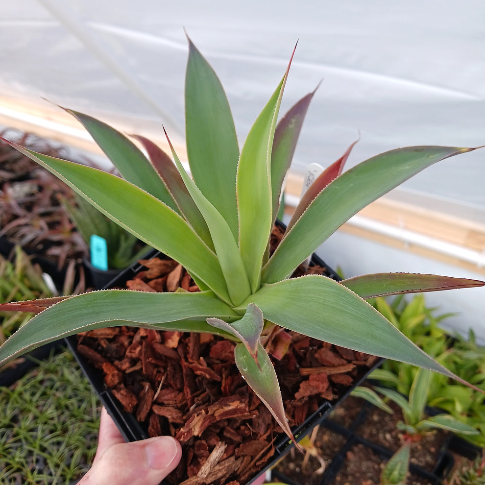 Agave "Red Margin" - 6in – dryoasisplants