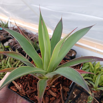 Agaves – dryoasisplants