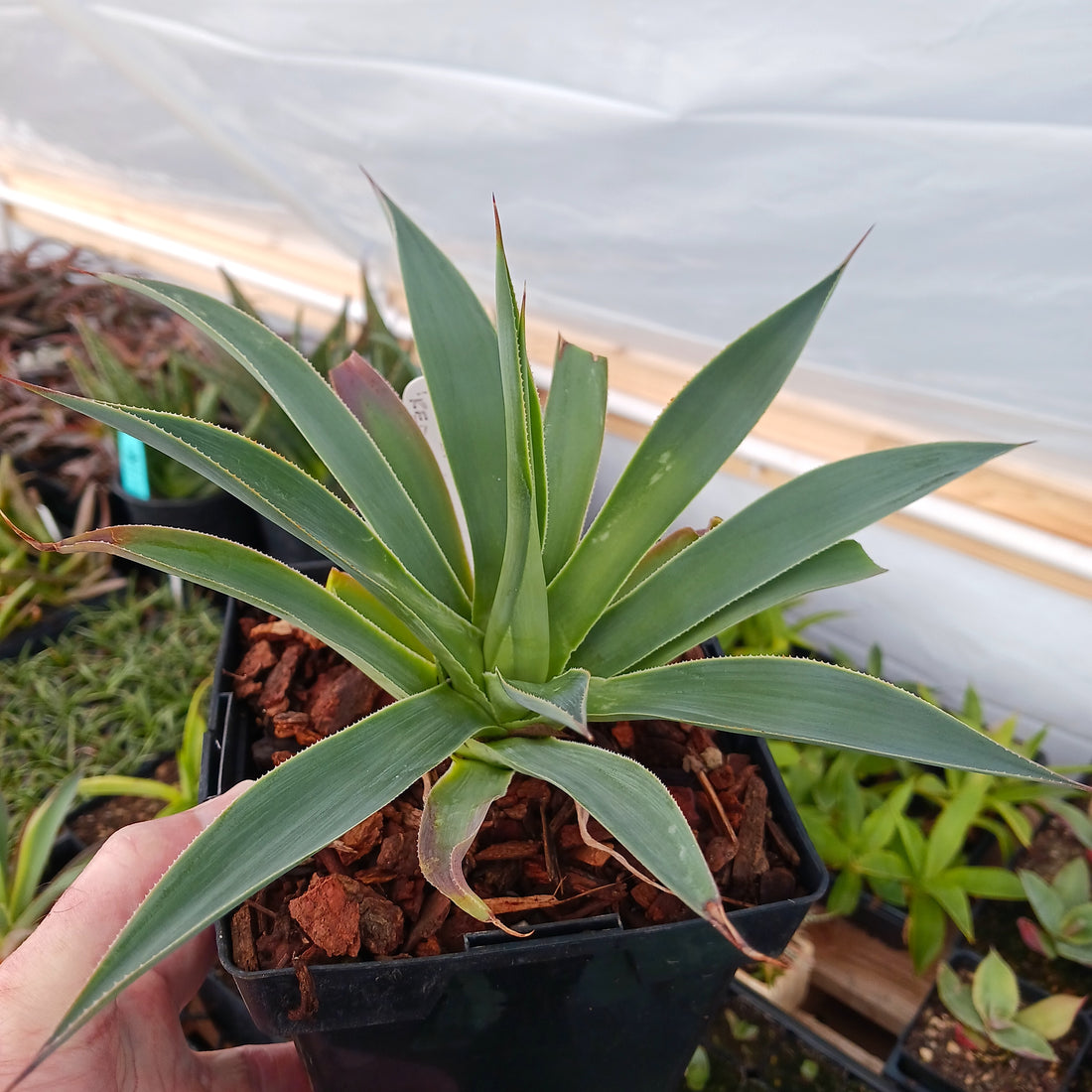 Agave "Red Margin" - 6in – dryoasisplants