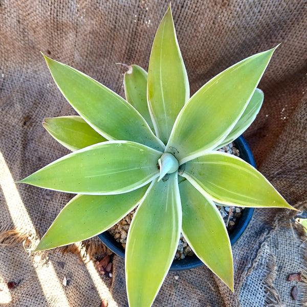 Agave attenuata "Ray of Light" - 1ga – dryoasisplants