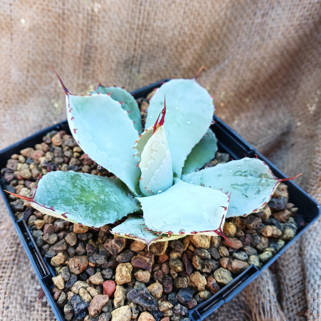 Agaves – dryoasisplants