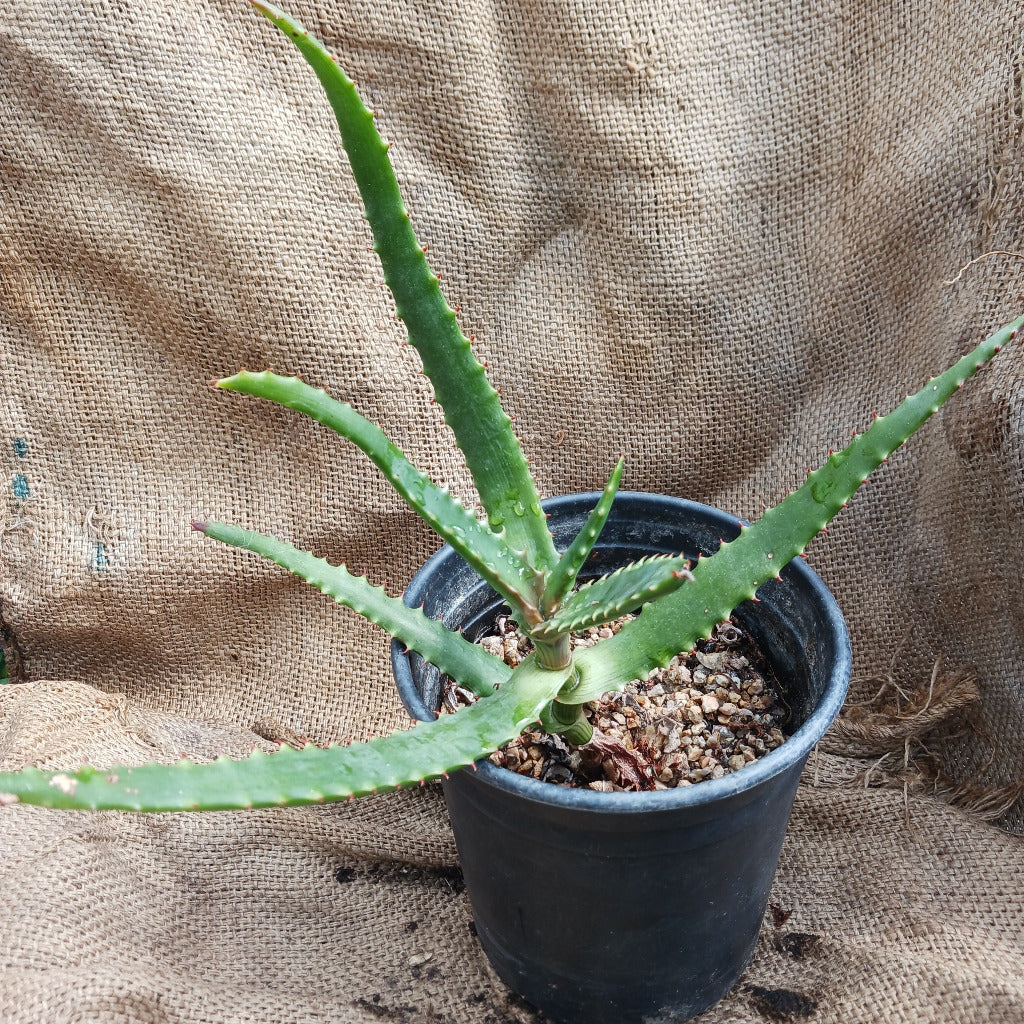 Aloe africana - 1ga – dryoasisplants